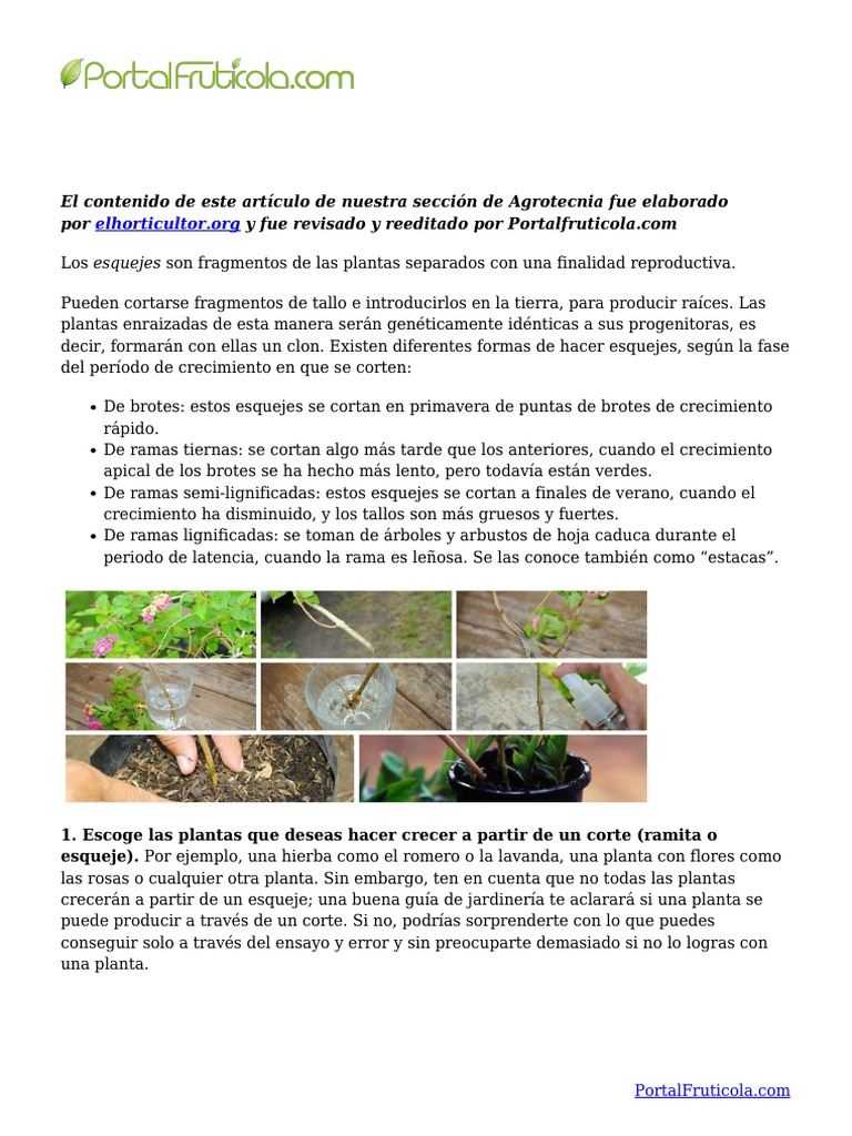 Cómo Reproducir Plantas Mediante Esquejes. Paso A Paso Con Fotos | PDF ...