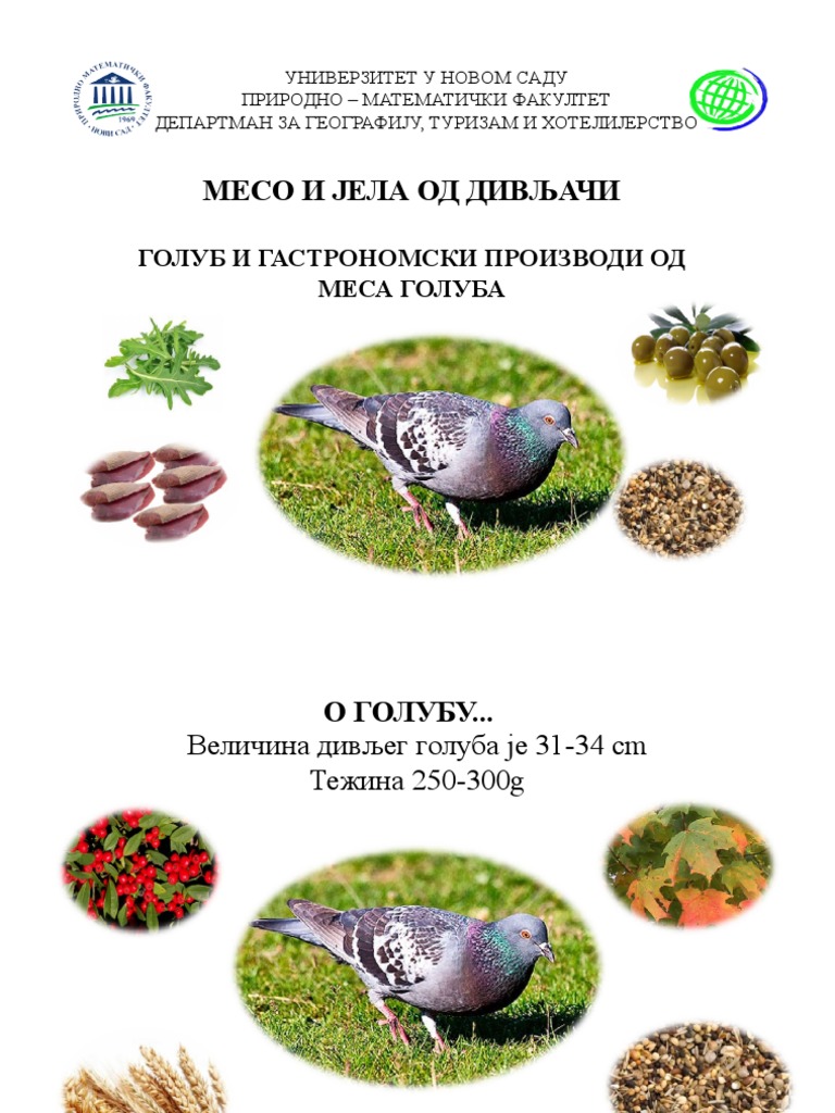 Meso-i-jela-od-divljači-17.ГОЛУБ-i-Meni-od-Goluba | PDF