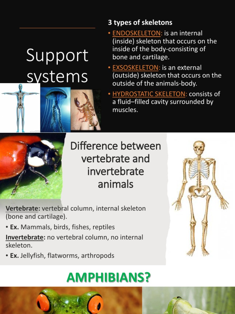 Types of Animal Skeletons Explained | PDF | Skeleton | Vertebral Column