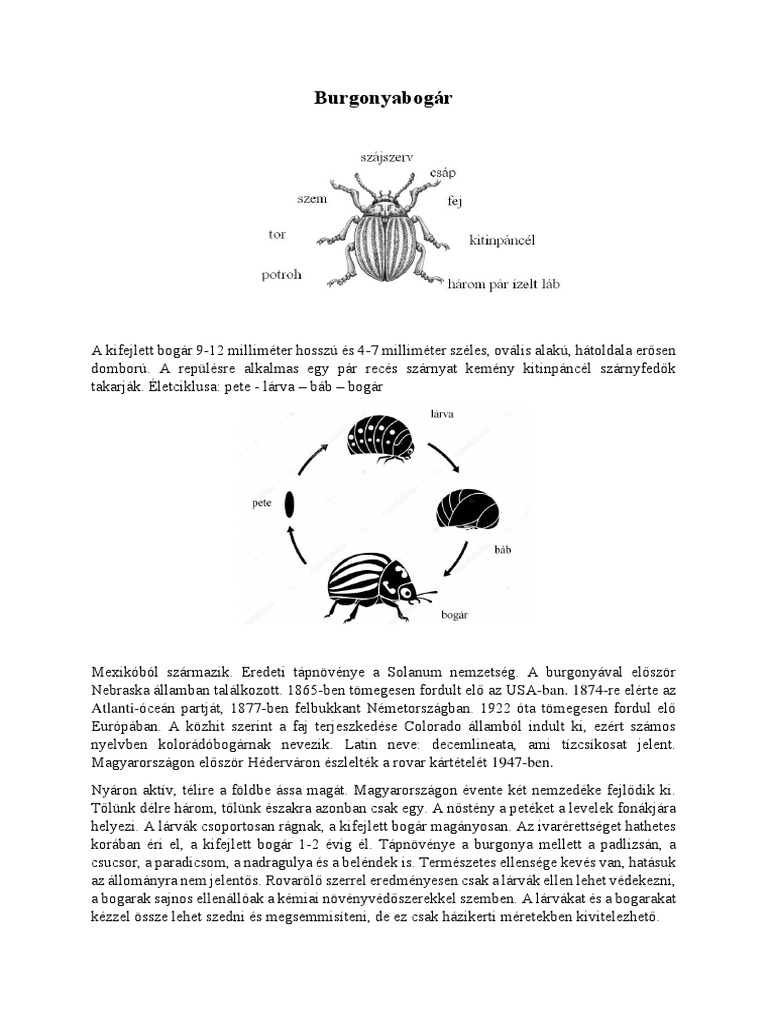 Burgonyabogár | PDF