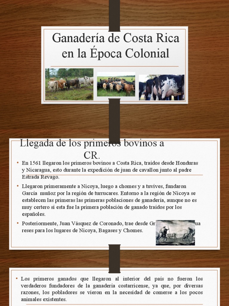 Ganadería de Costa Rica en La Época Colonial | PDF | Vacas | Costa Rica