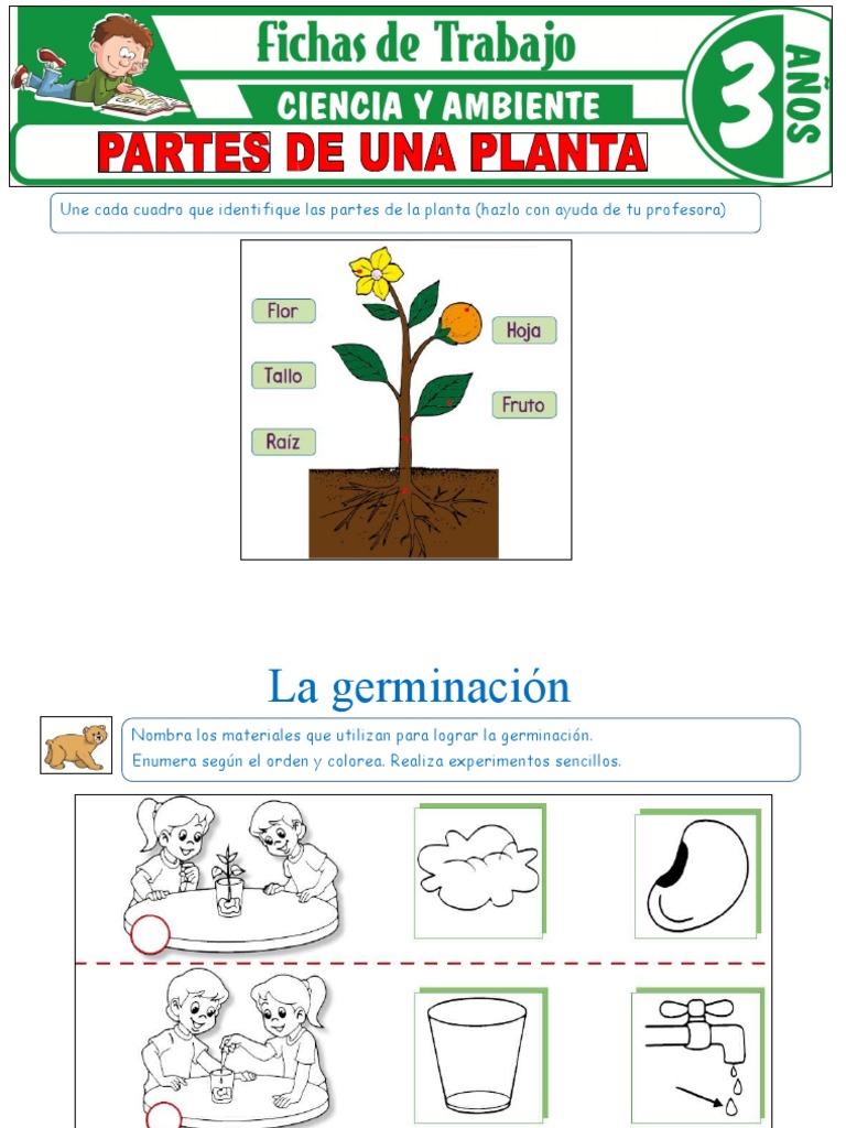Partes de Una Planta para Ninos de 3 Anos | PDF