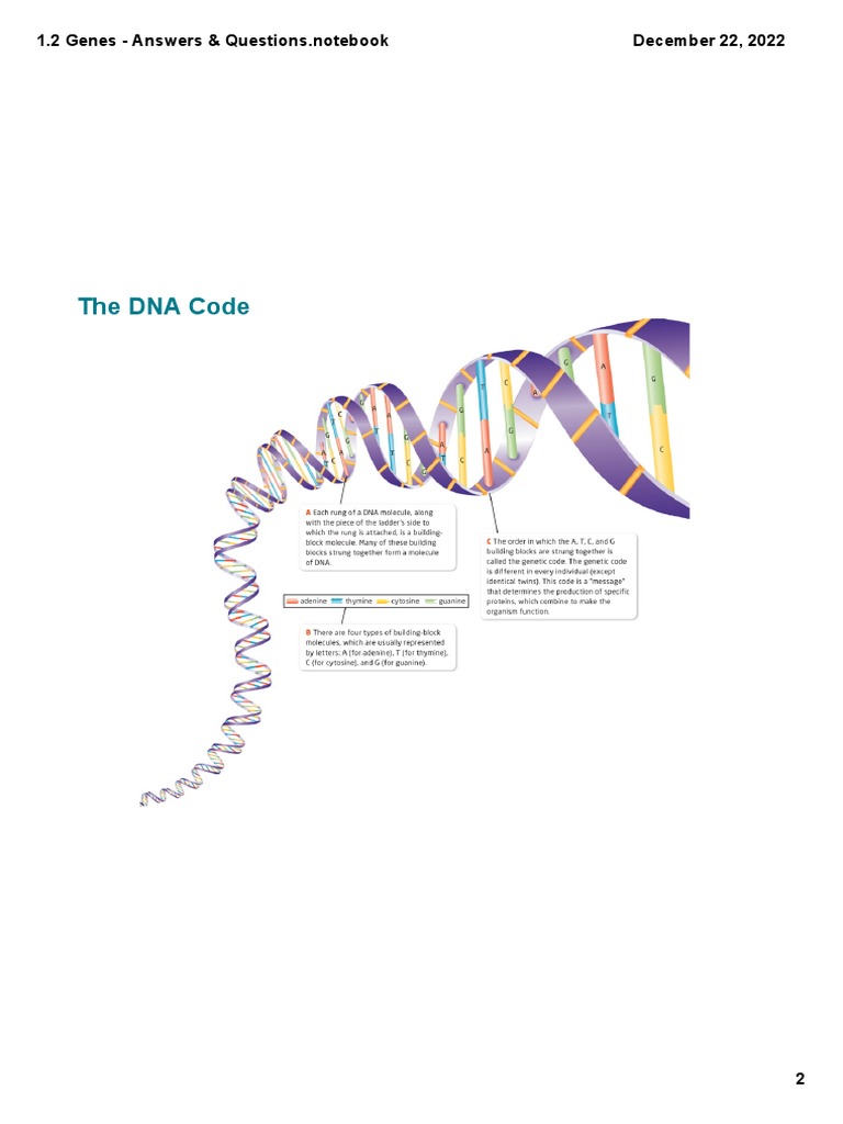 1.2 Genes - Answers & Questions | PDF | Mitosis | Cell (Biology)