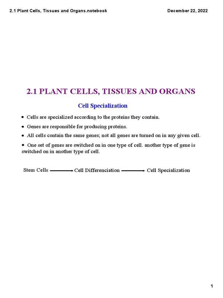 2.1 Plant Cells, Tissues and Organs | PDF | Tissue (Biology) | Leaf