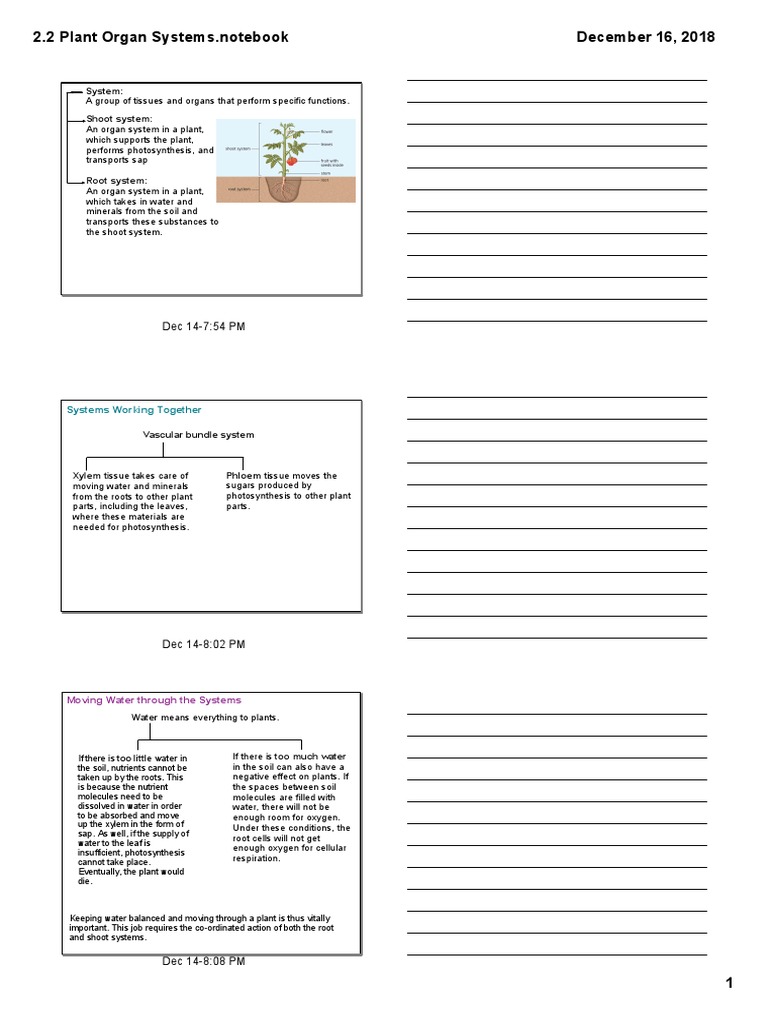 2.2 Plant Organ Systems | PDF | Root | Botany
