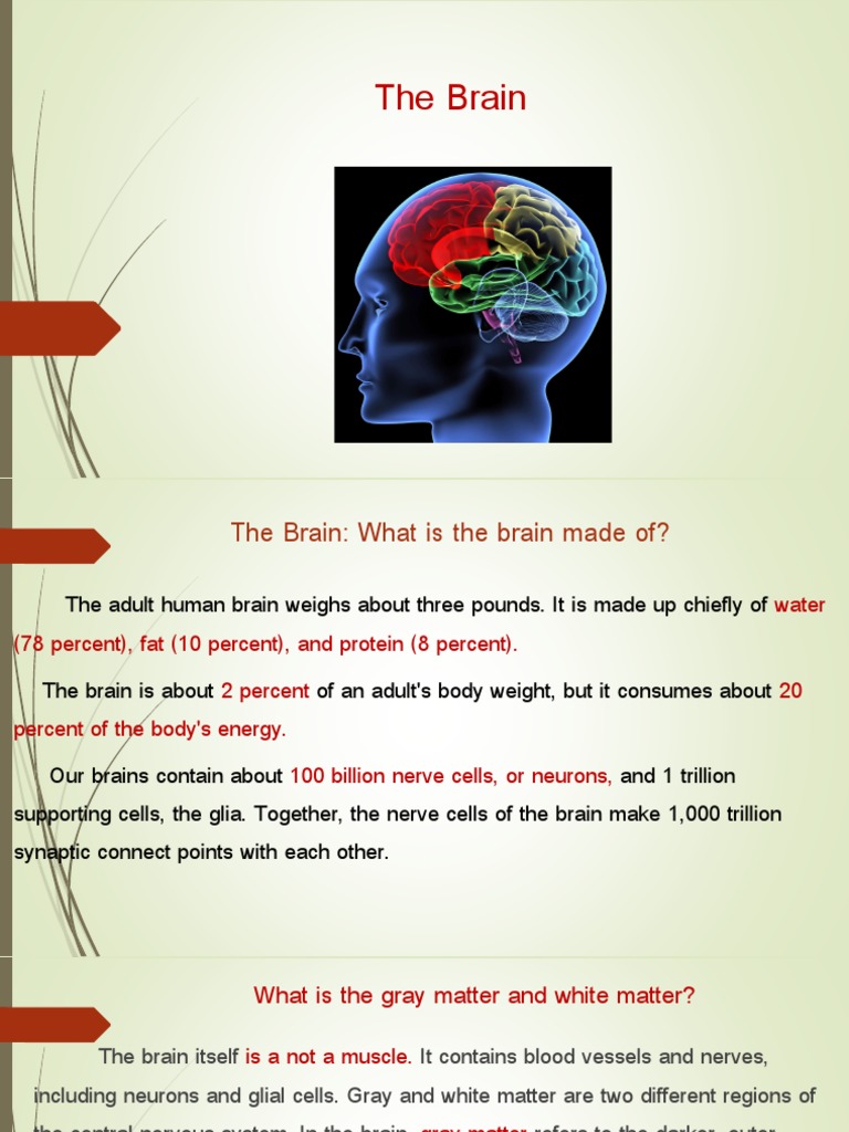 โท the Brain | PDF | Neurotransmitter | Neuron