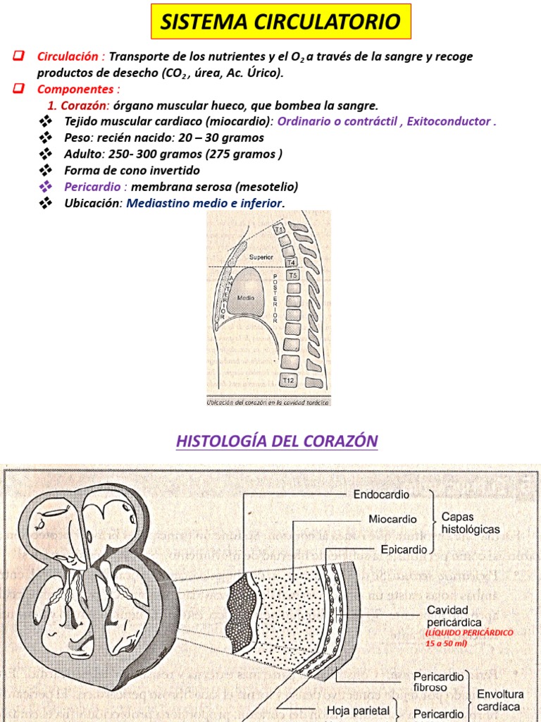 Sistema Circulatorio | PDF | Corazón | Sistema circulatorio