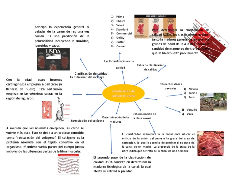 Mapa Mental | PDF | Carne | Vacas