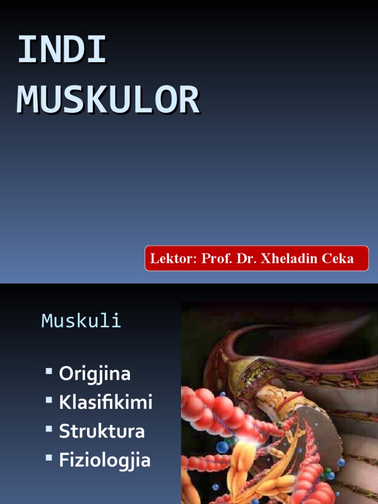 Indi Muskulor | PDF