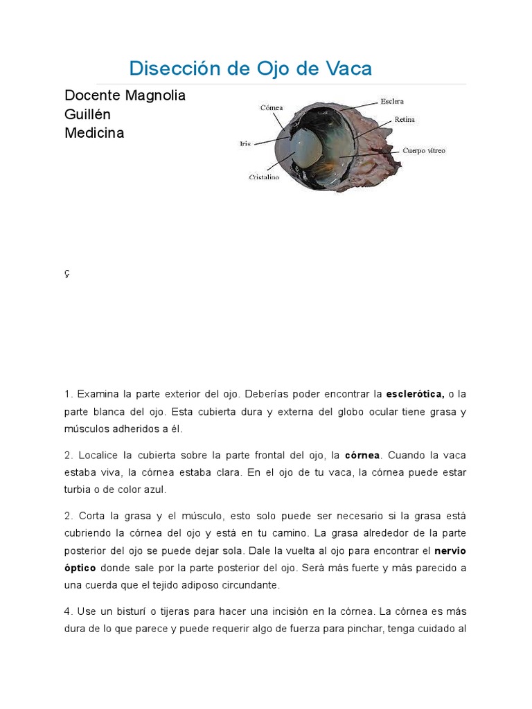 Disección de Ojo de Vaca | PDF | Ojo humano | Retina