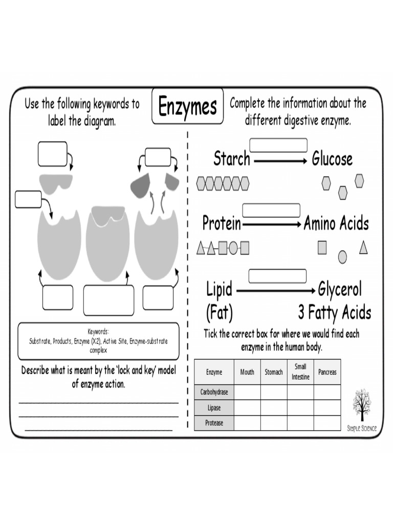 Enzymes: Starch Glucose Protein Amino Acids Lipid Glycerol (Fat) 3 ...