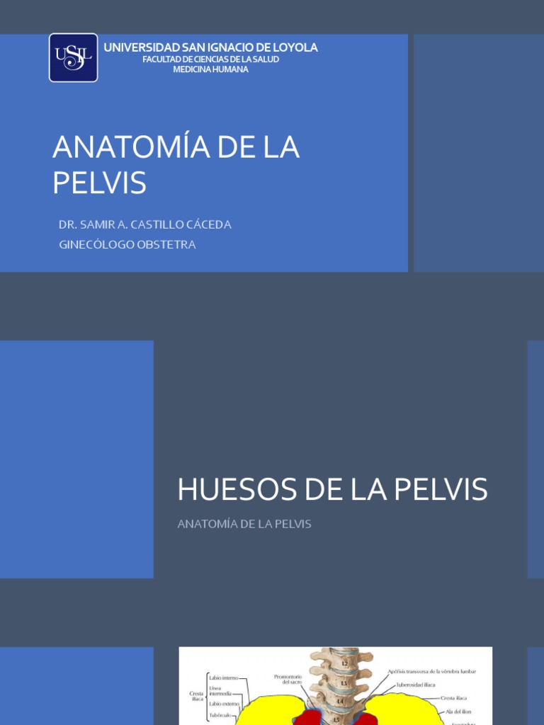 Anatomía de La Pelvis | PDF