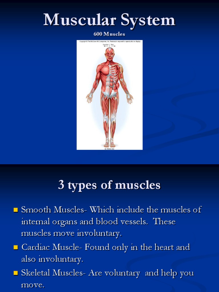 Muscular System 09 Power Point | PDF