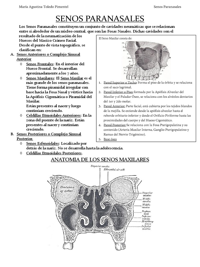 Anatomía y Función de los Senos Paranasales | PDF | Ct Scan | Nariz humana