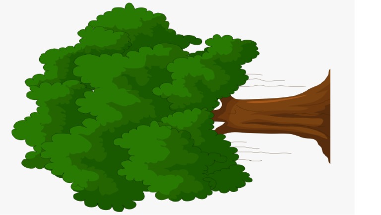 Arbol de Cedro | PDF