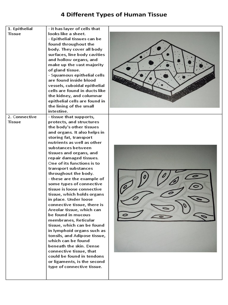 4 Different Types of Human Tissue | PDF | Connective Tissue | Tissue ...