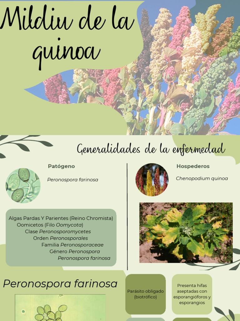 Mildiu de La Quinoa | PDF | Hoja | Quinua