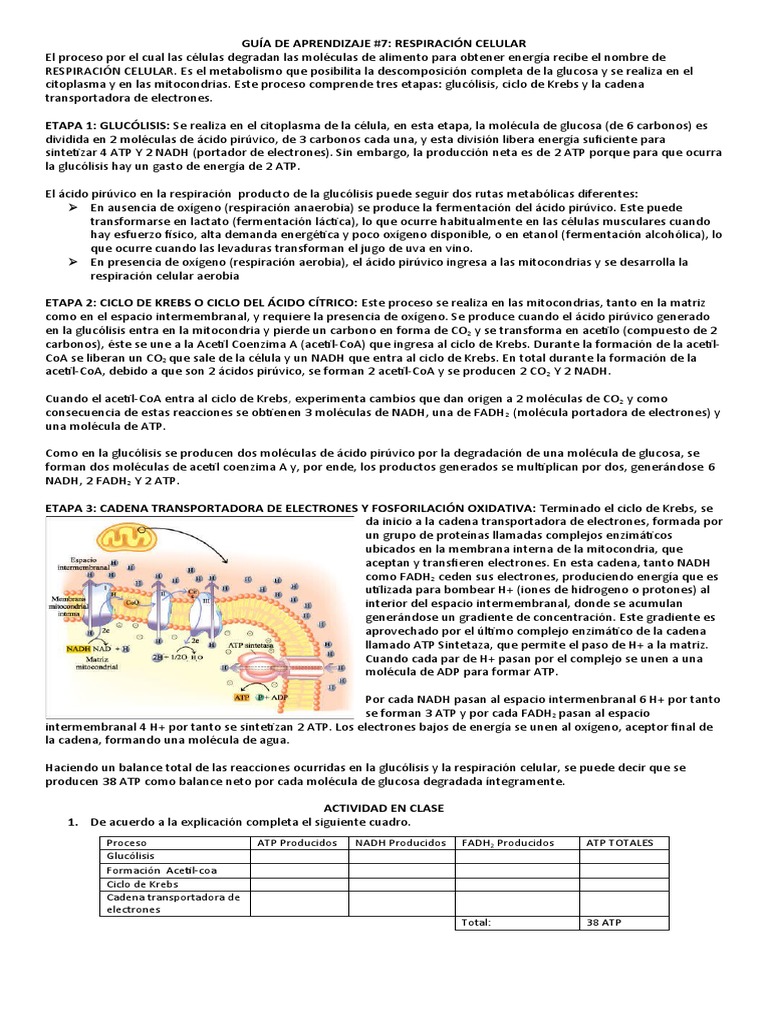 Guia 7 Respiración Celular | PDF | Respiración celular | Trifosfato de adenosina