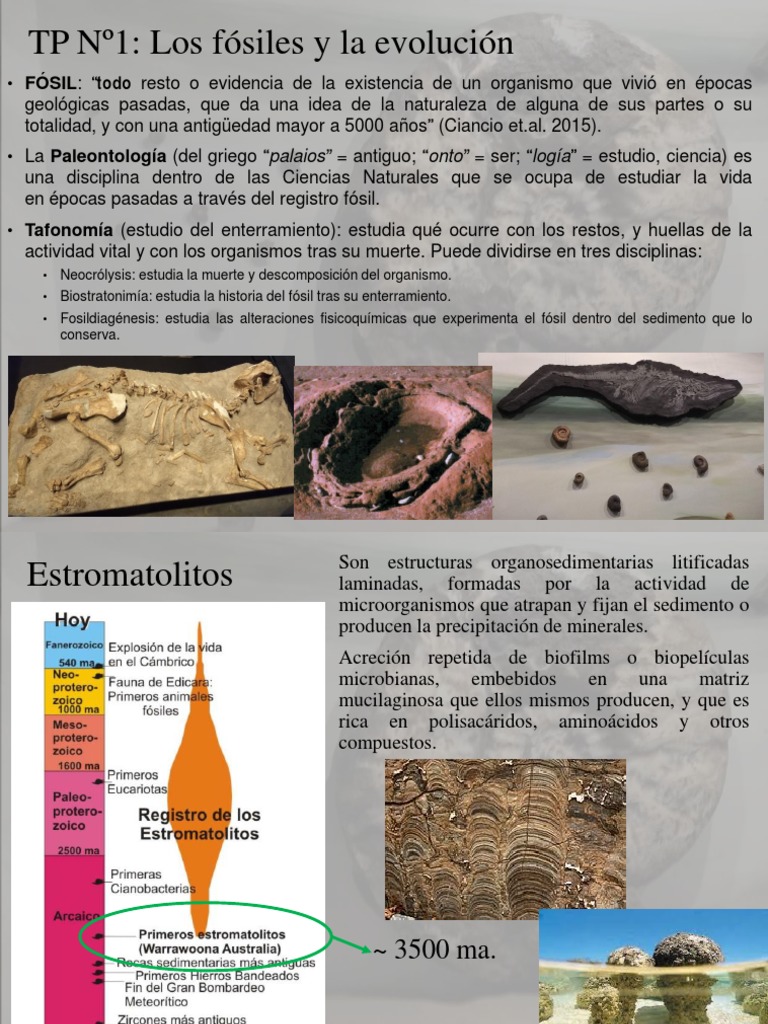 Introducción a los Fósiles y Evolución | PDF | Fósil | Naturaleza