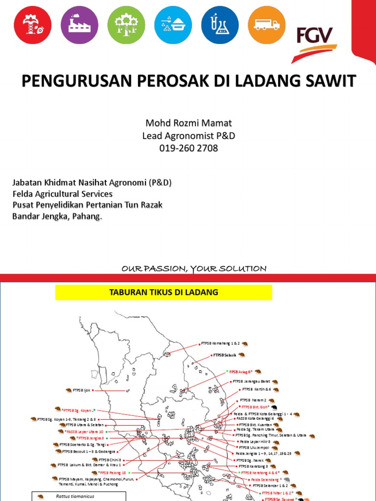 FGV - P&D | PDF | Rodent | Rat