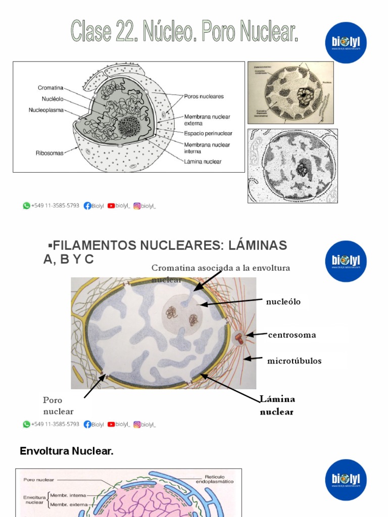 Clase 22. Núcleo. Poro Nuclear. | PDF | Nucleo celular | Rna