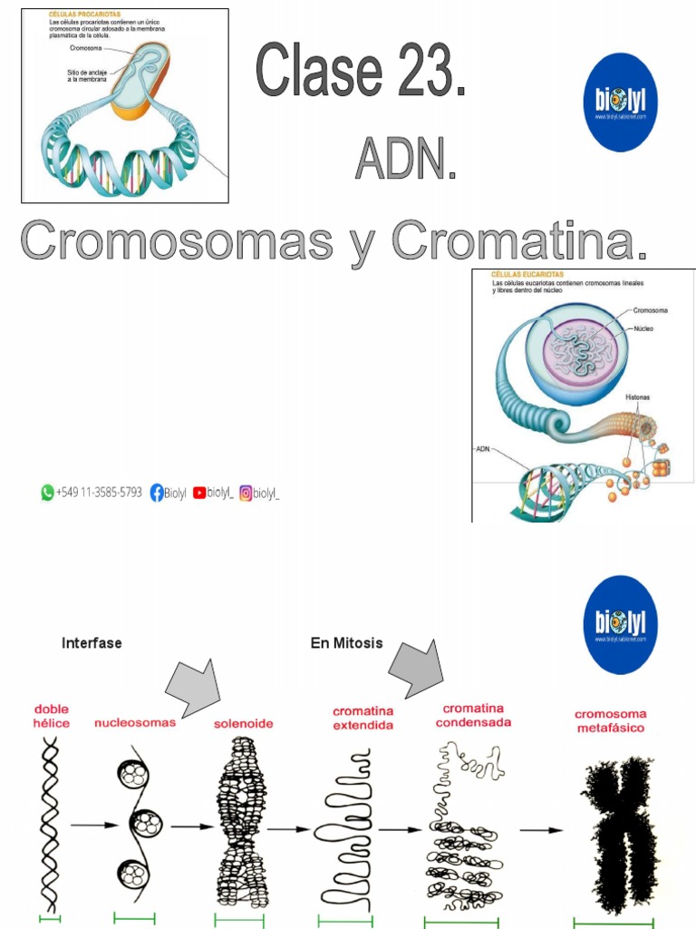 Clase 23. ADN. Cromosomas y Cromatina. | PDF | Genoma | Cromosoma