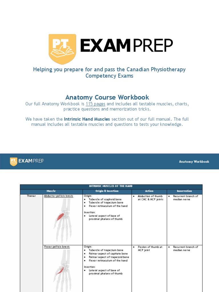Anatomy Workbook Intrinsic Hand Muscles Download Free Pdf Thumb