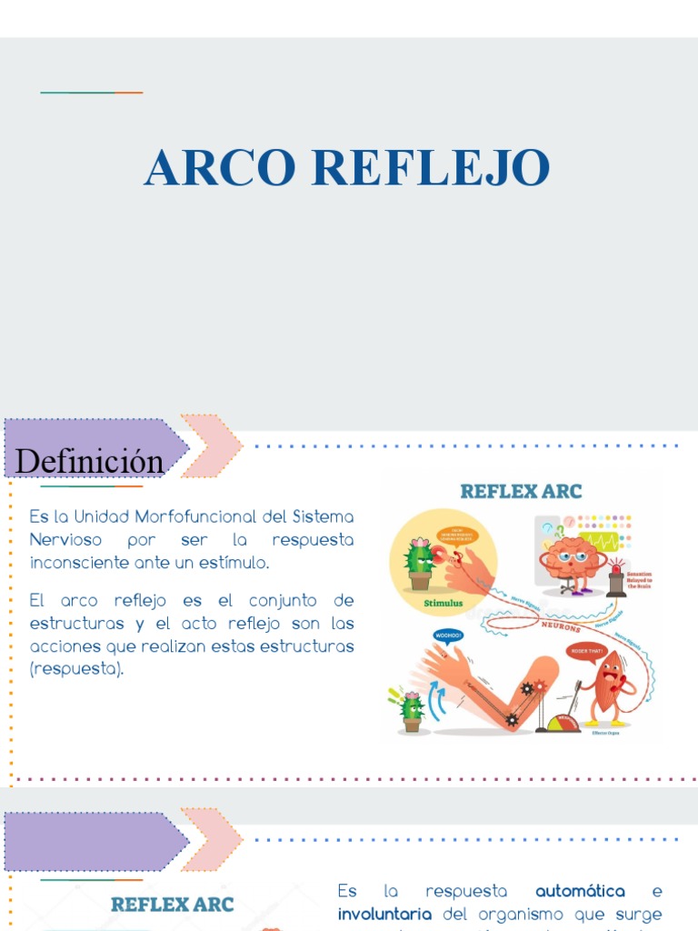 Arco Reflejo | PDF | Neurofisiología | Fisiología