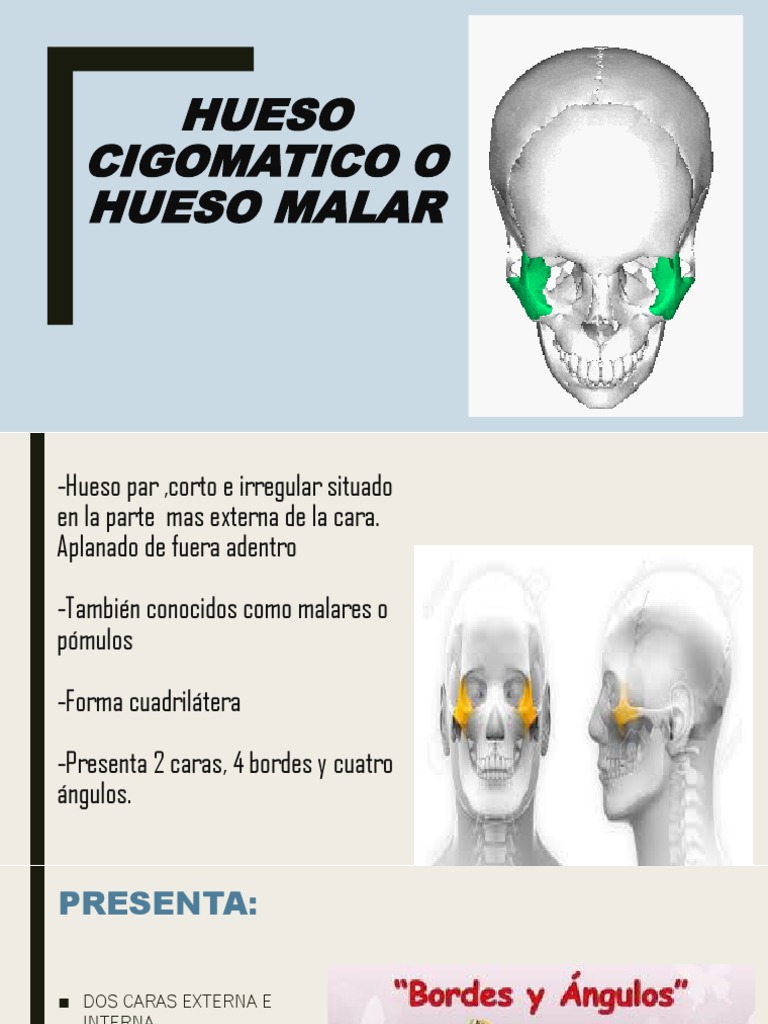 Hueso Cigomatico o Hueso Malar | PDF | Cara | Anatomía