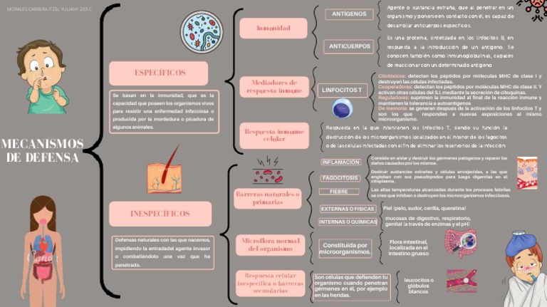 Mecanismos de Defensa | PDF | Sistema inmune | Linfocitos