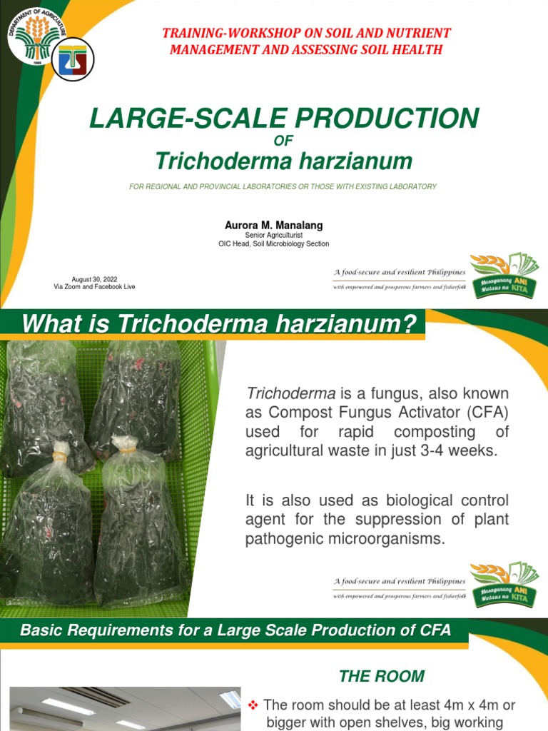 Large Scale Trichoderma Production | PDF | Compost | Fungus