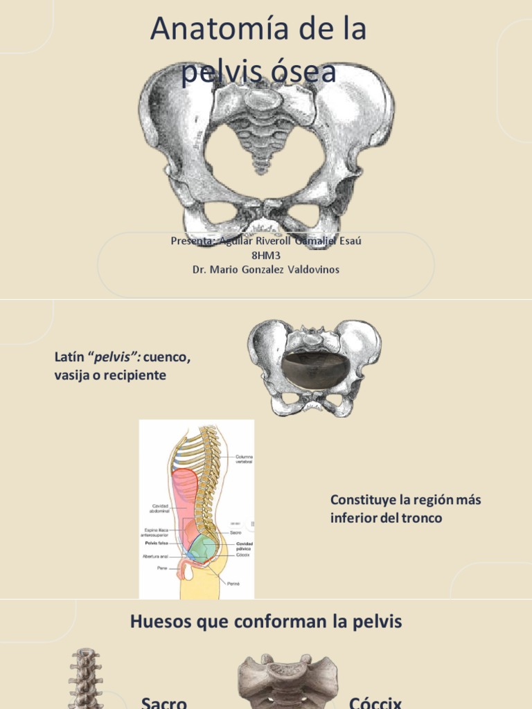 Anatomia de Pelvis Osea | PDF | Pelvis | Anatomía