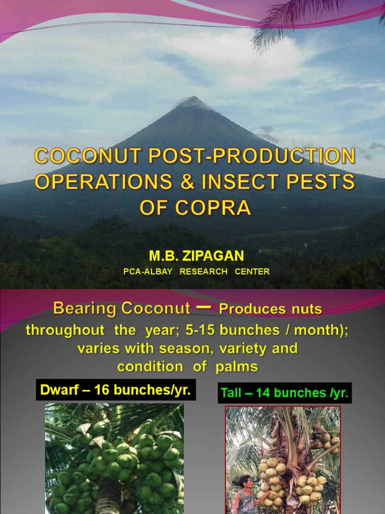 Coconut Drying and Copra-Etb | PDF | Coconut