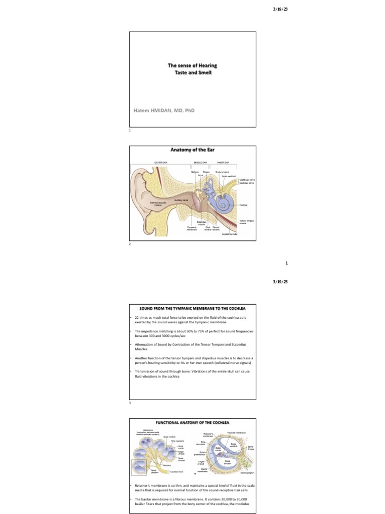Hearing Smell Taste | PDF | Taste | Auditory System Hearing Smell Taste | PDF | Taste | Auditory System