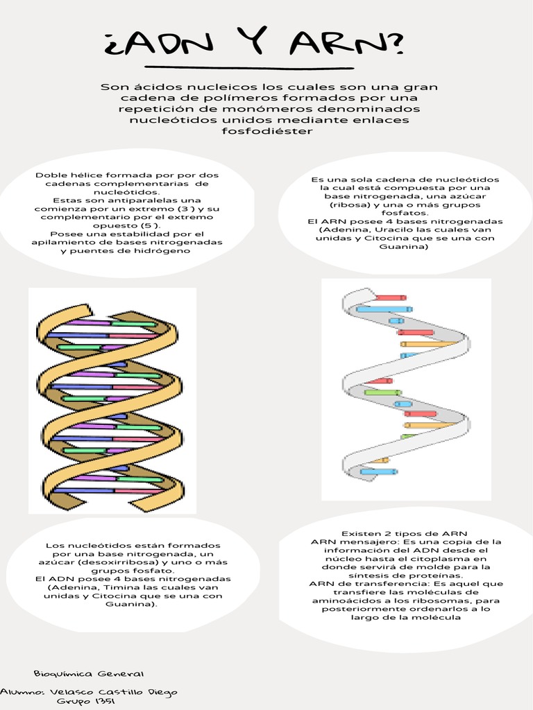 ¿Adn y Arn | Descargar gratis PDF | Rna | Nucleótidos