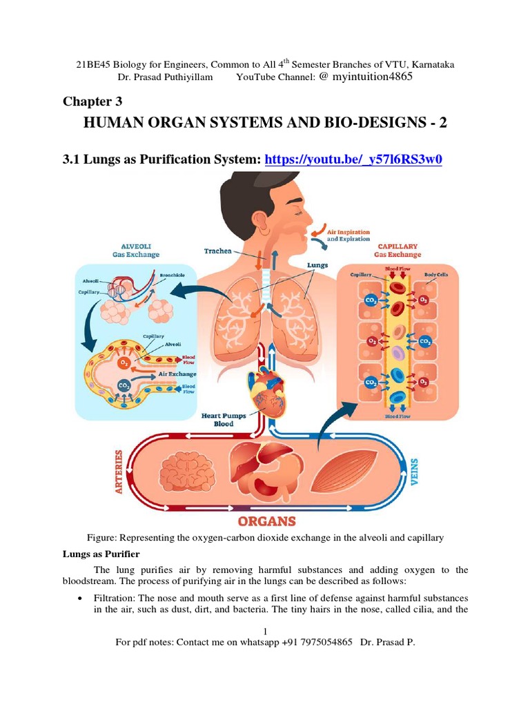 Human Organ Systems and Bio-Designs - 2: at Myintuition4865 | PDF ...