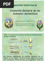 Anatomía Del Hueso Del Húmero Del Perro AnatomyLearner - El Lugar para ...