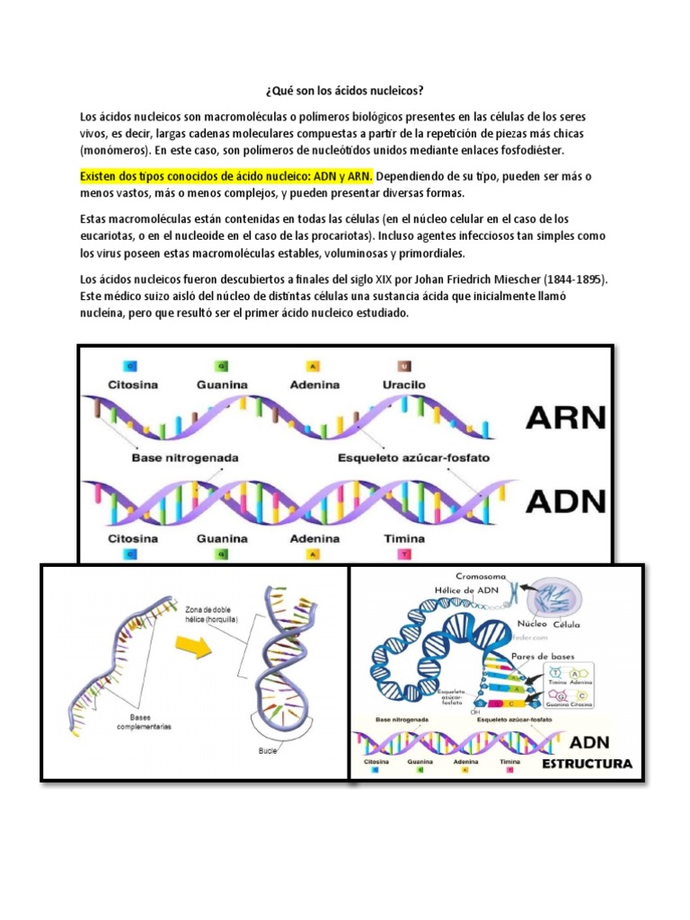 Adn y Arn | PDF | Ácidos nucleicos | Adn