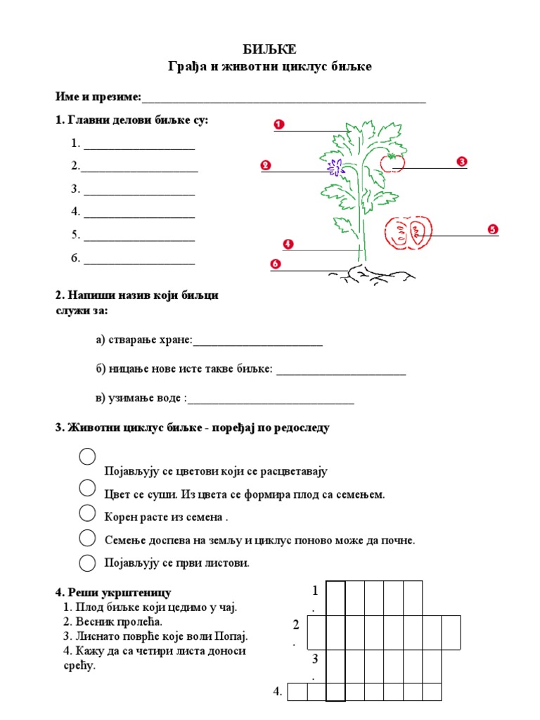 Gradja I Zivotni Ciklus Biljke1 | PDF