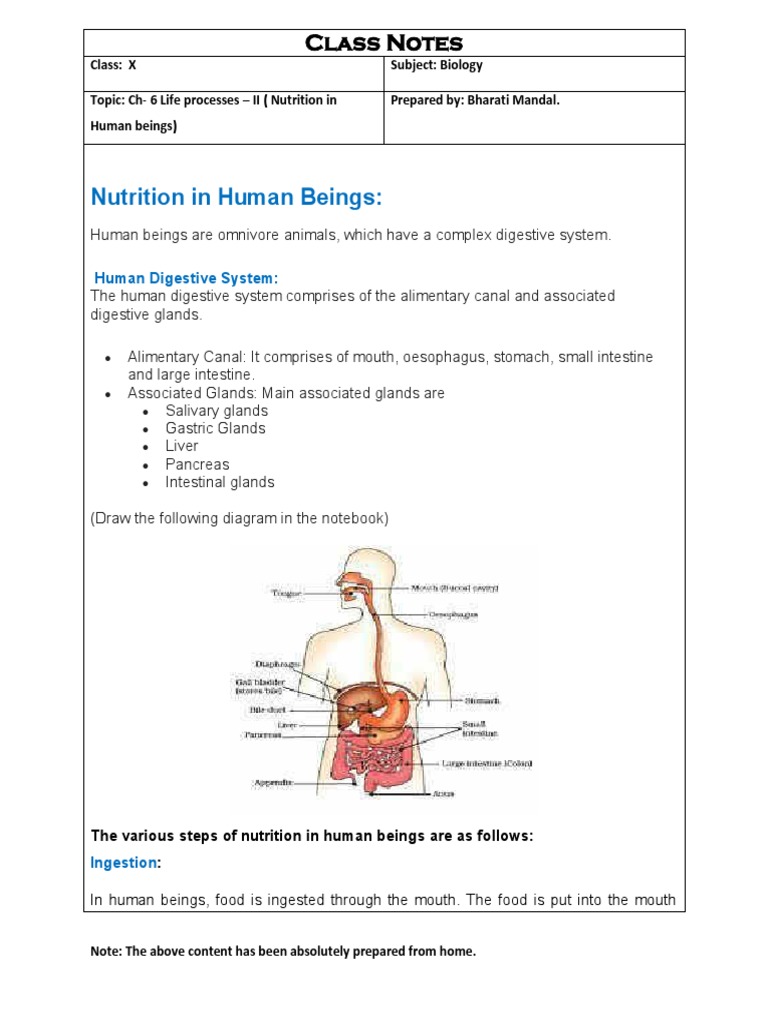 10 Biology | PDF | Digestion | Stomach