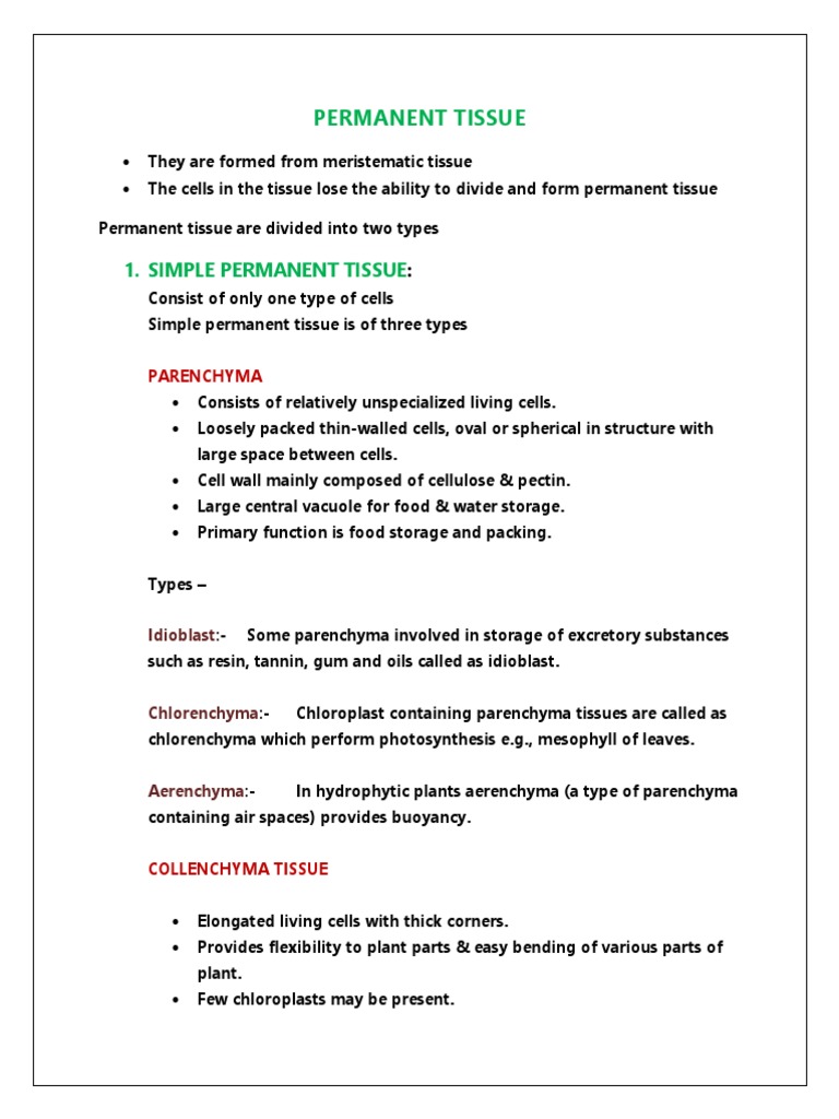 Permanent Tissue | Download Free PDF | Tissue (Biology) | Zoology