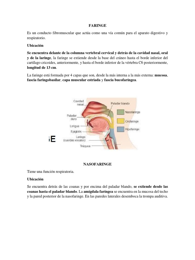 Anatomia de Faringe | PDF | Cabeza y cuello humanos | Anatomía