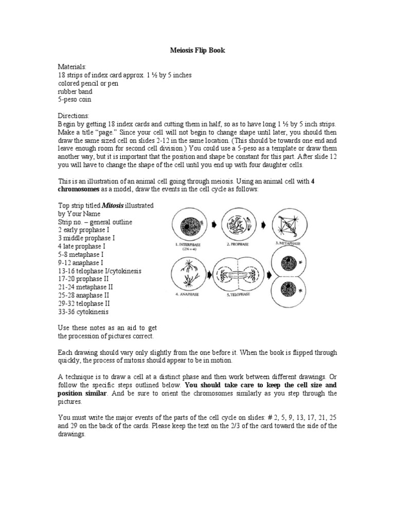 Meiosis Flip Book Instructions | PDF | Meiosis | Mitosis