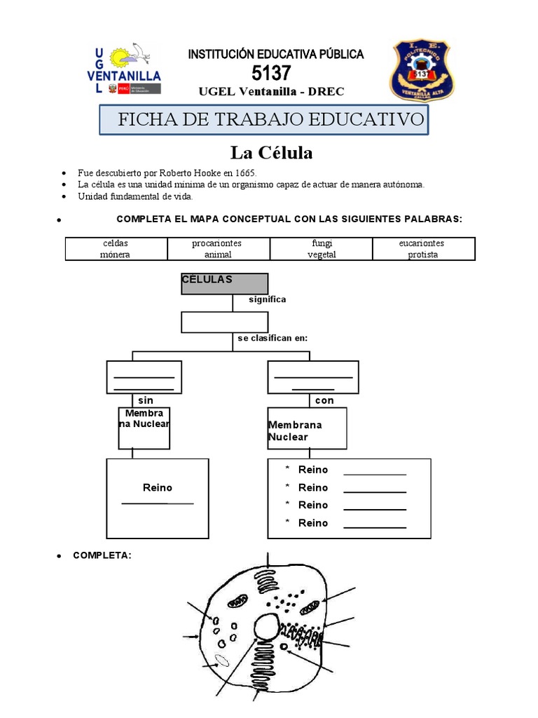 Celula 1 | PDF | Citoplasma | Biología Celular)