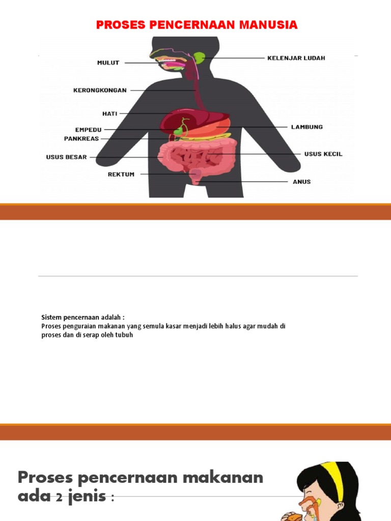 Proses Pencernaan Manusia Fix | PDF