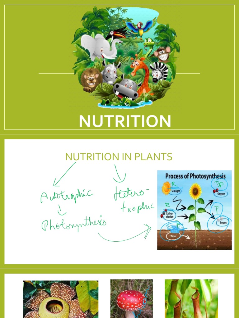 Nutrition in Plants Ppt's | PDF | Photosynthesis | Chloroplast