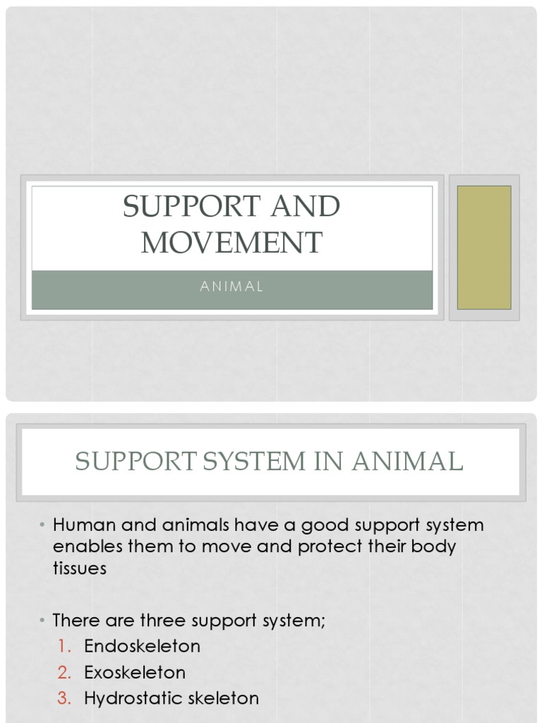 Animal Support Systems Explained | PDF | Skeleton | Zoology