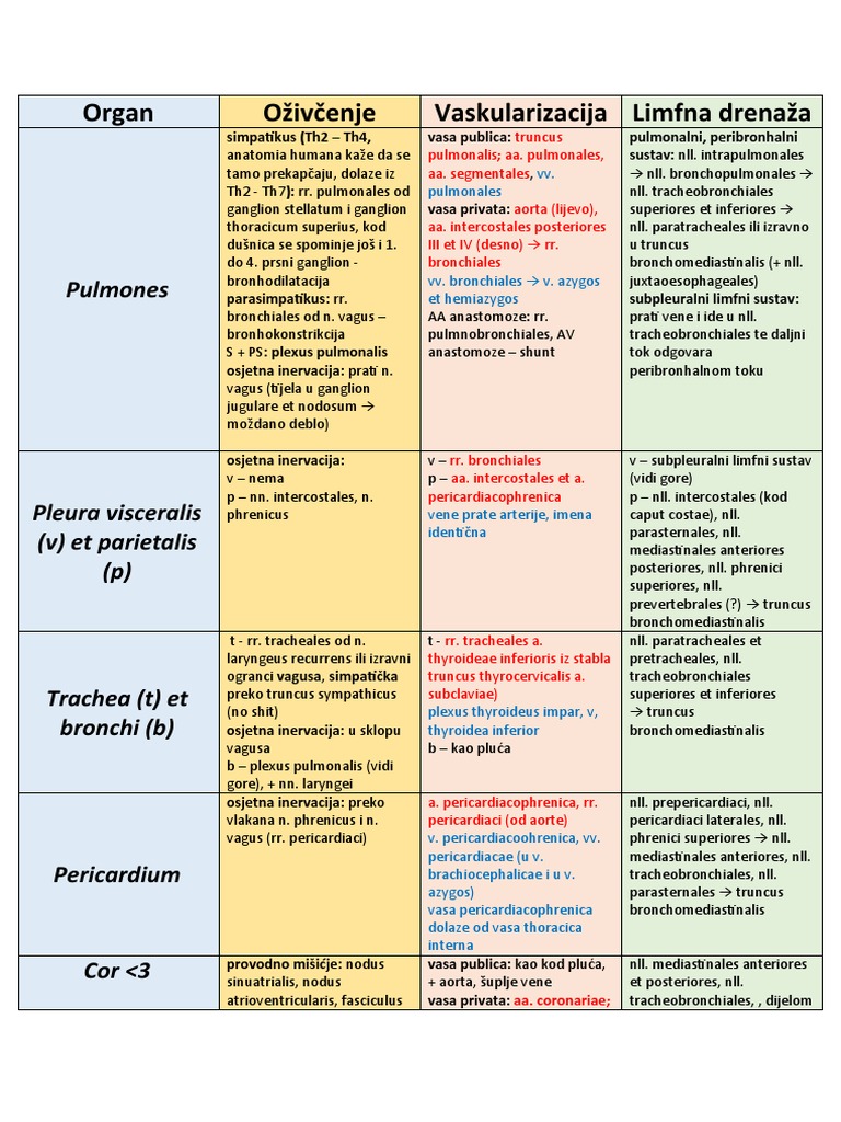 A2 Inervacija Vaskularizacija | PDF