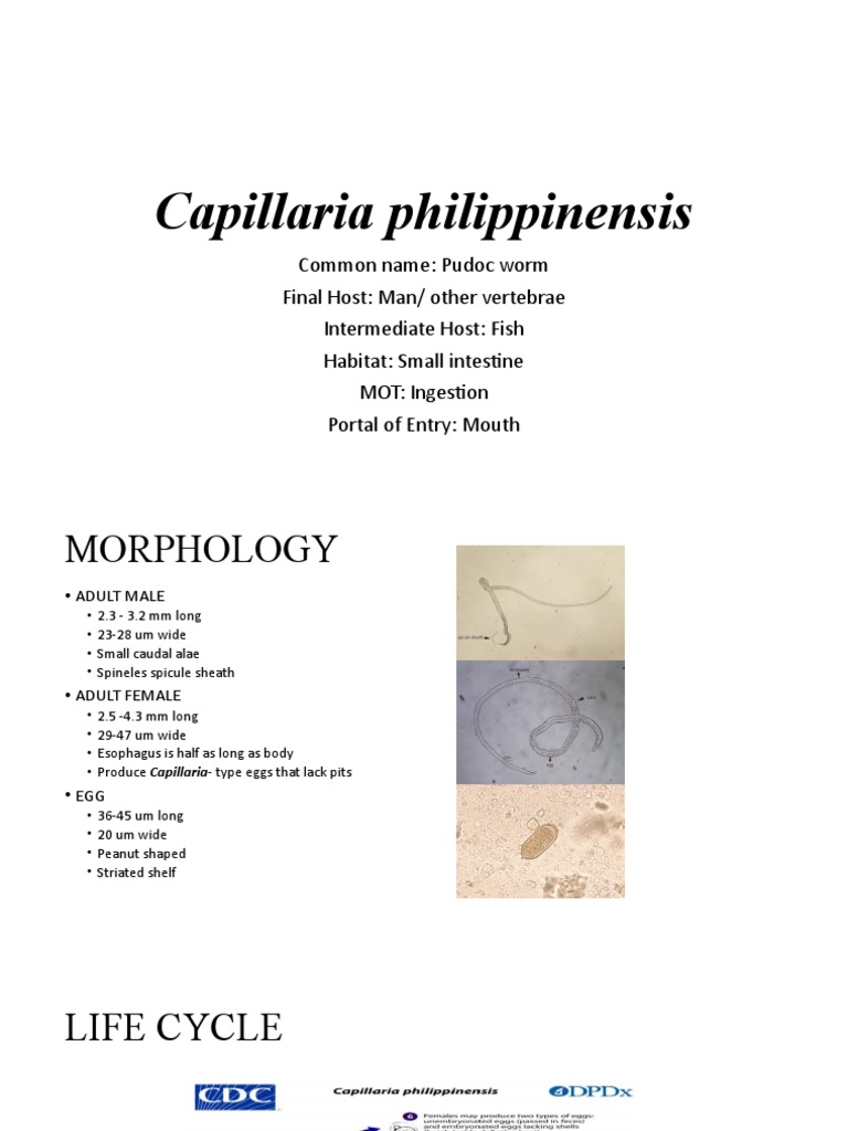 Capillaria-philippinensis | PDF