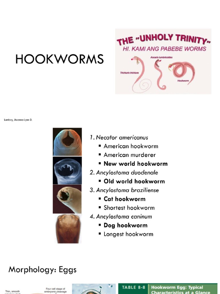 HOOKWORMS Lumboy | PDF